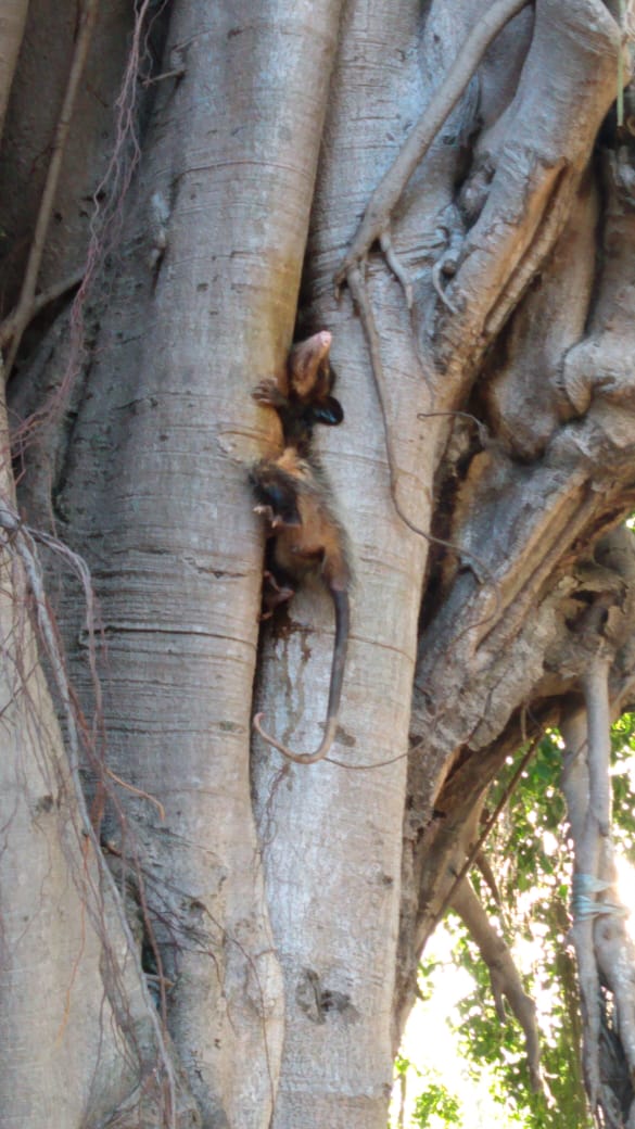 Municipal Guard and Riozoo rescue opossum stuck in a tree in Quinta da ...
