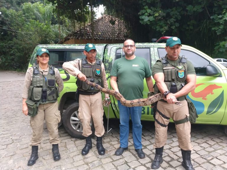 Environmental agents rescue boa constrictor near BRT station in Taquara ...