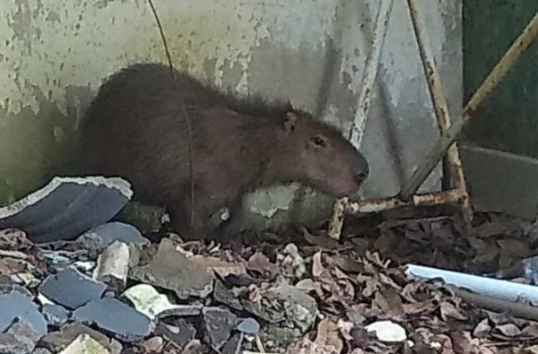 Environmental patrol rescues capybara in orchid nursery in Recreio dos ...