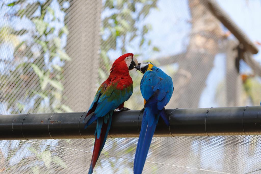 Fotogaleria: conheça os animais que estão entre as atrações do ...