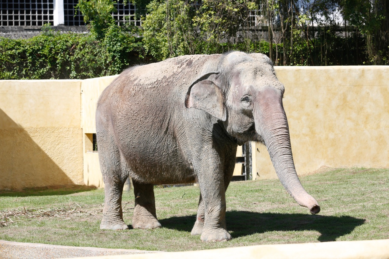 Fotogaleria: conheça os animais que estão entre as atrações do ...