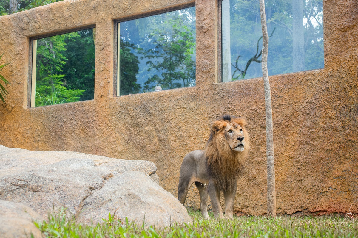 Fotogaleria: conheça os animais que estão entre as atrações do ...