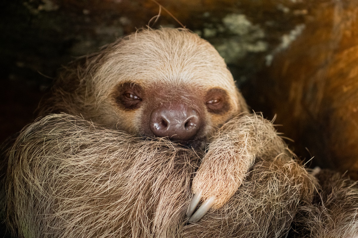 Fotogaleria: conheça os animais que estão entre as atrações do ...