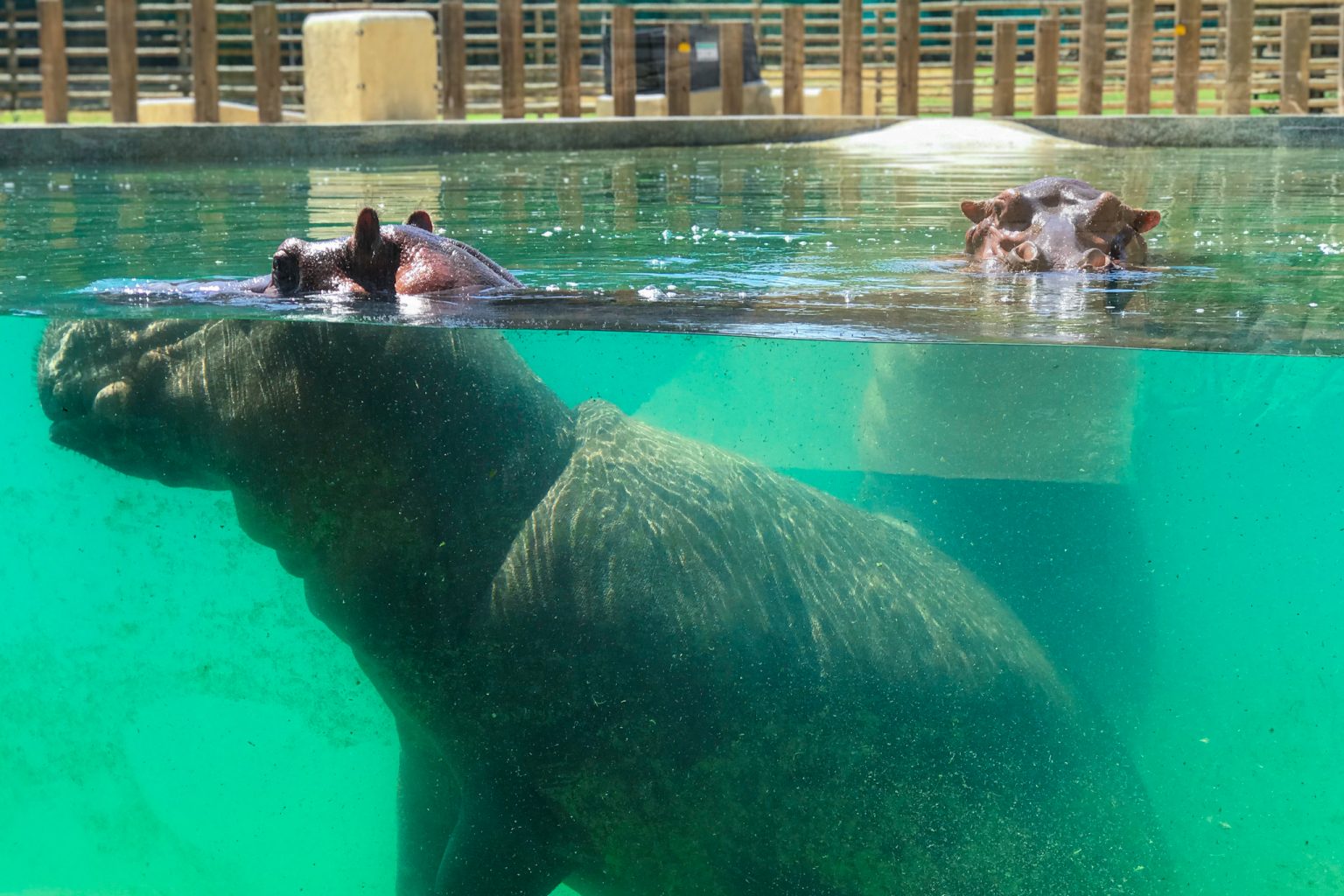 Fotogaleria: conheça os animais que estão entre as atrações do ...