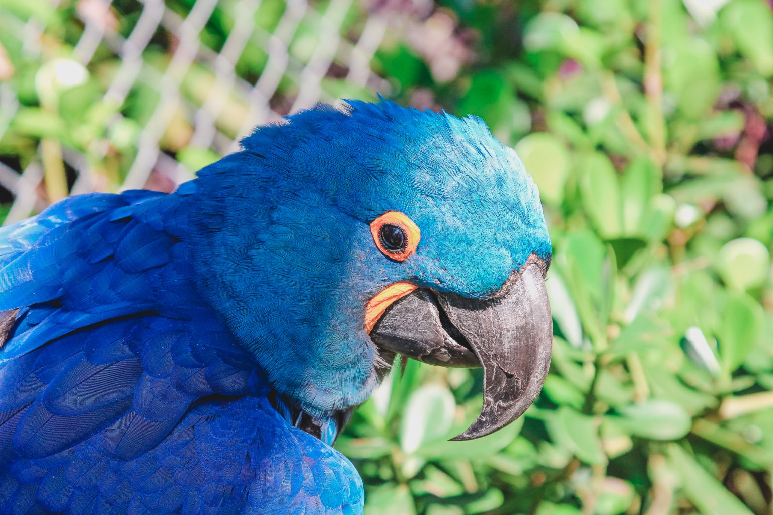 Fotogaleria: conheça os animais que estão entre as atrações do ...